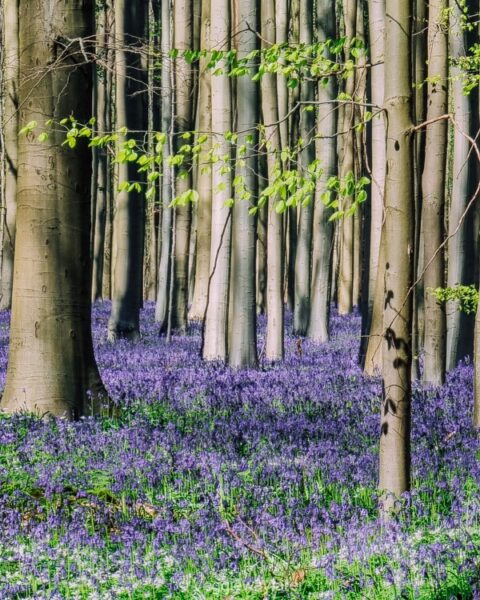 Hallerbos: Local's Tips for the Bluebell Forest in Belgium